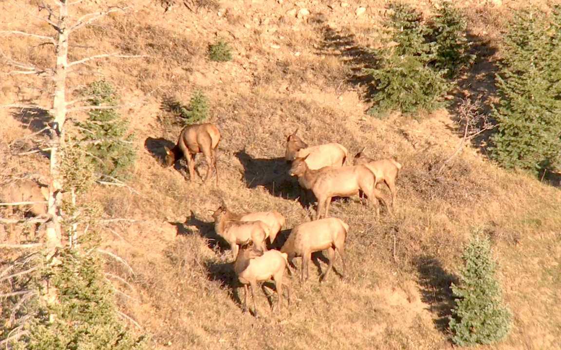 HUNTING UTAH'S GENERAL SEASON BULL ELK HUNT WITH BRIDGET FABEL – Hushin